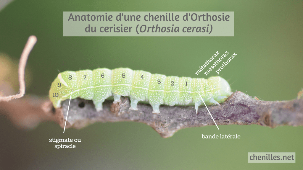 Définition et anatomie | Les chenilles de nos jardins