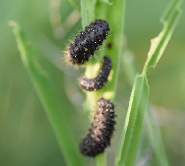 Définition et anatomie | Les chenilles de nos jardins