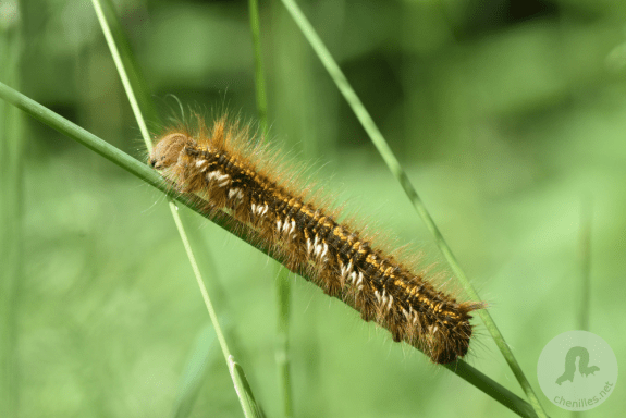 Quelques éléments à prendre en compte pour identifier une chenille ...