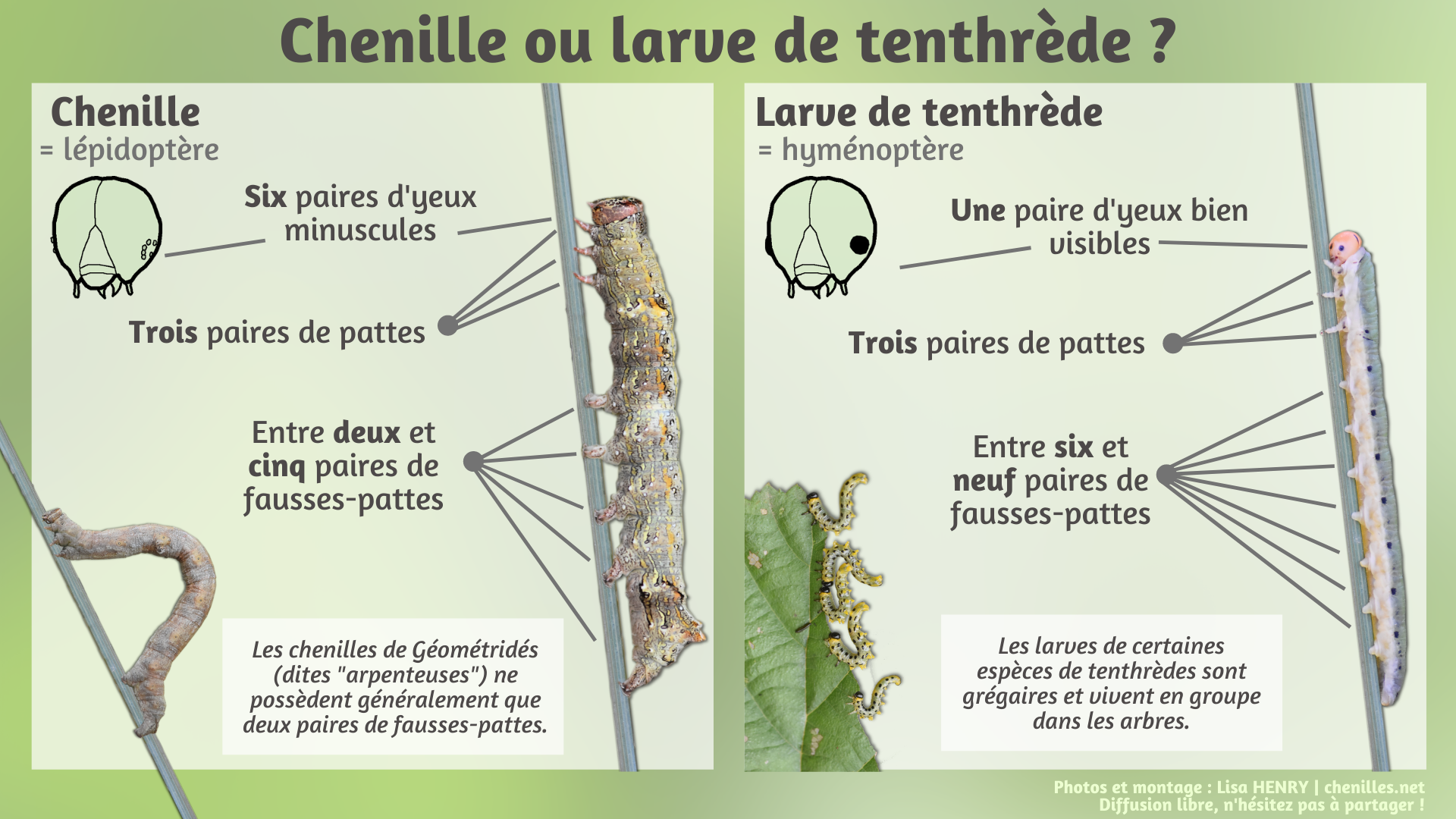 Définition et anatomie | Les chenilles de nos jardins