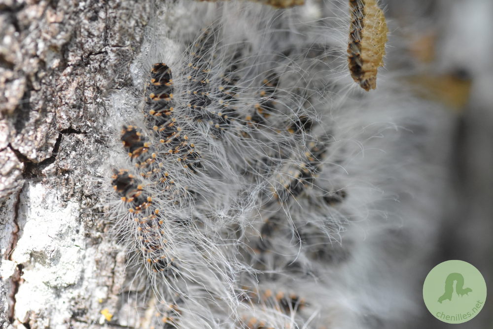 Chenille C’Est Quoi | La Chenille Histoire – DSXE