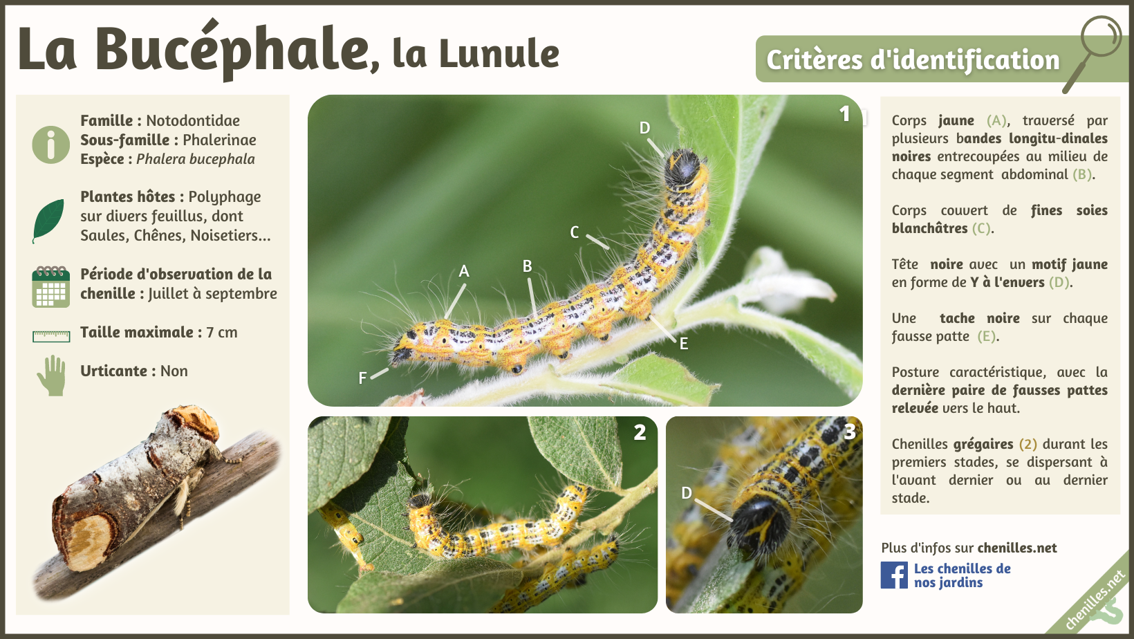 La Bucéphale (Phalera bucephala) | Les chenilles de nos jardins