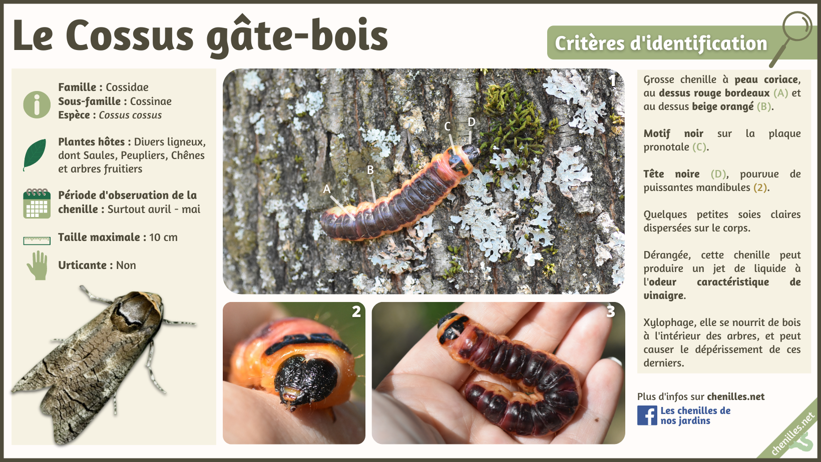 Le Cossus gâte-bois (Cossus cossus) | Les chenilles de nos jardins