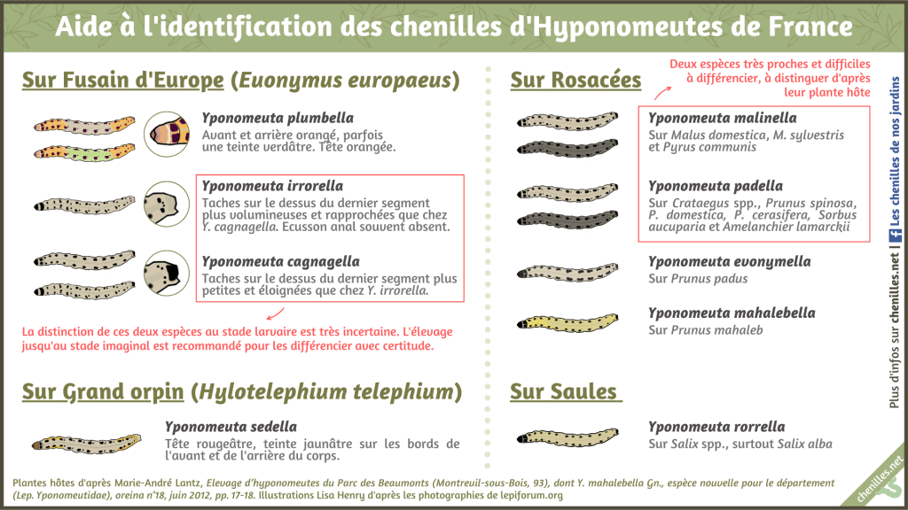 Les Hyponomeutes | Les chenilles de nos jardins
